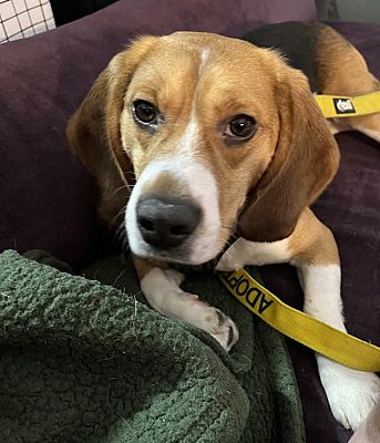 New York, NY - Beagle. Meet Buster Brown a Pet for Adoption - AdoptaPet.com