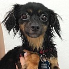 Papillon Puppies - Papillon Rescue and Adoption Near You