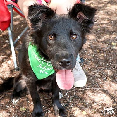 Washington, DC - Labrador Retriever/Sheltie, Shetland Sheepdog. Meet ...