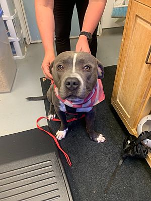 Barron, WI - American Pit Bull Terrier. Meet Super Star a Pet for ...