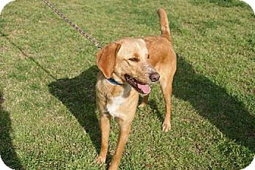 Chesapeake, VA - Labrador Retriever/Treeing Walker Coonhound. Meet ...