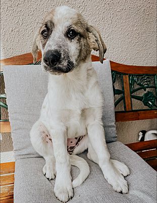 Seattle, WA - Great Pyrenees/Australian Cattle Dog. Meet Layla a Pet ...