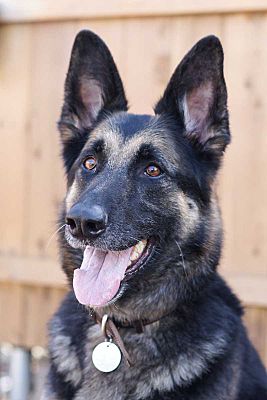 Wayland, MA - German Shepherd Dog. Meet Audie a Pet for Adoption ...