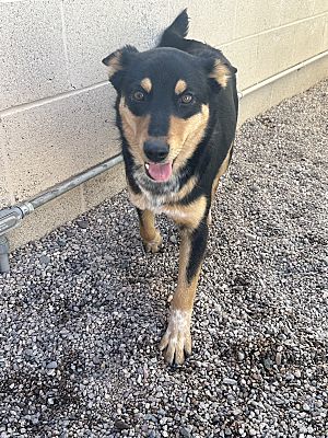 Phoenix, AZ - Cattle Dog. Meet RUTH a Pet for Adoption - AdoptaPet.com