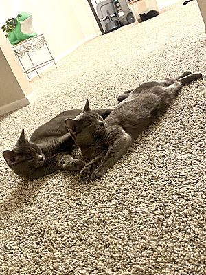 Reynoldsburg, OH - Russian Blue. Meet Farrow a Pet for Adoption ...