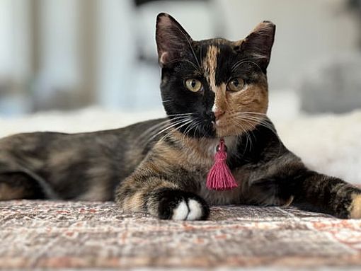 Phoenix, AZ - Calico. Meet Callie a Pet for Adoption - AdoptaPet.com