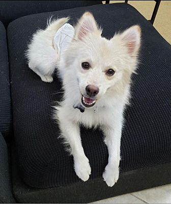 Las Vegas, NV - American Eskimo Dog. Meet Baltas a Pet for Adoption ...