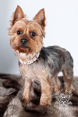 Baton Rouge, LA - Yorkie, Yorkshire Terrier. Meet Bindi a Pet for ...