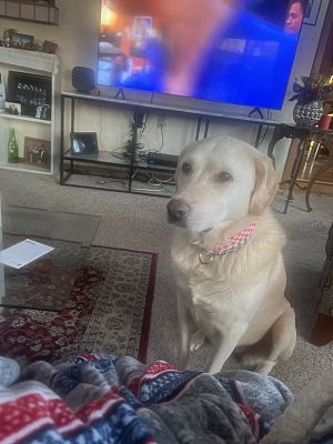 Denver, CO - Labrador Retriever. Meet Daisey Mae a Pet for Adoption ...