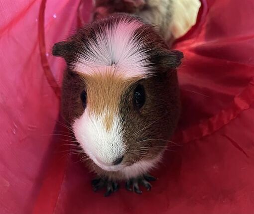 Los Angeles, CA - Guinea Pig. Meet GEMINI a Pet for Adoption ...