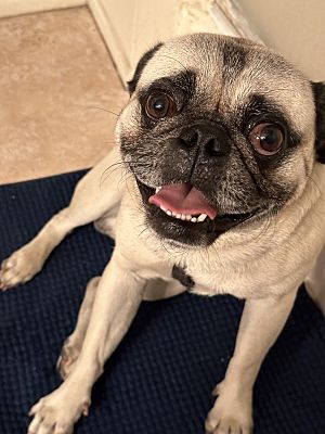 Anaheim, CA - Pug. Meet Toby a Pet for Adoption - AdoptaPet.com
