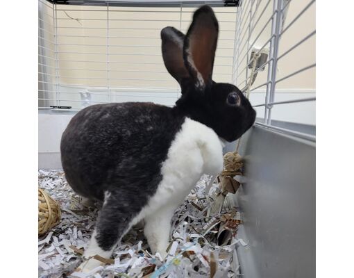 Reno, NV - American. Meet Priscilla a Pet for Adoption - AdoptaPet.com