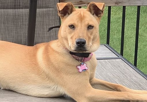 Kansas City, MO - Mixed Breed (Medium). Meet Lily Grace a Pet for ...