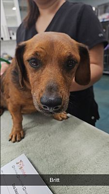 Chico, CA - Dachshund. Meet BRITT a Pet for Adoption - AdoptaPet.com