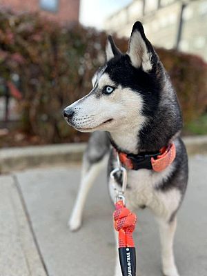 Boston, MA - Husky. Meet Nala a Pet for Adoption - AdoptaPet.com