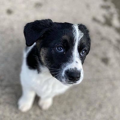 Cashmere, WA - Canaan Dog/Mixed Breed (Medium). Meet Fiona a Pet for ...