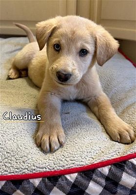 Palm Harbor, FL - Labrador Retriever/Poodle (Standard). Meet ...