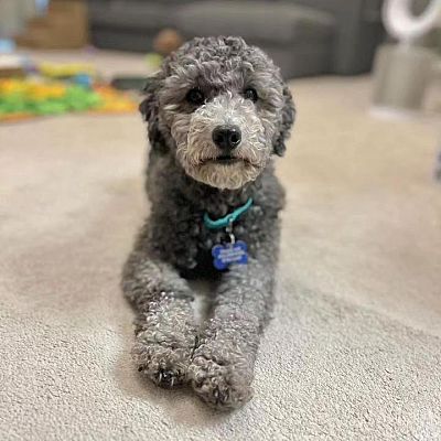 San Francisco, CA - Miniature Poodle. Meet Dong Dong a Pet for Adoption ...