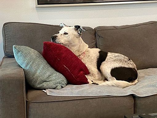 Southern CA, CA - Border Collie/Mutt. Meet Dora Hope-Adoption Pending a ...