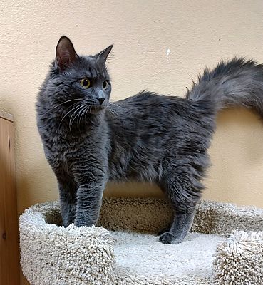 Hiram, GA - Domestic Mediumhair. Meet Dumbledore a Pet for Adoption ...