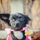 Papillon Puppies - Papillon Rescue and Adoption Near You