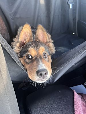 Atlanta, GA - Border Collie/Husky. Meet Everett a Pet for Adoption ...