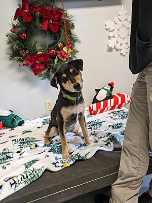 Lindsay, CA - German Shepherd Dog. Meet KRISTOFF a Pet for Adoption ...