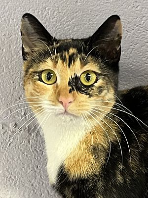 Harrison, NY - Domestic Shorthair. Meet Crystal a Pet for Adoption ...