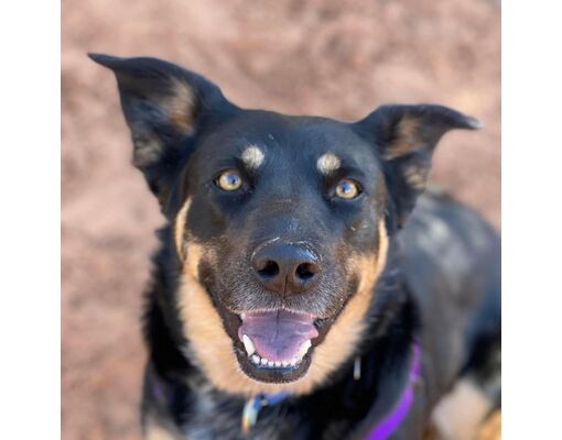 Kanab, UT - Australian Cattle Dog/Mixed Breed (Medium). Meet Holly a ...
