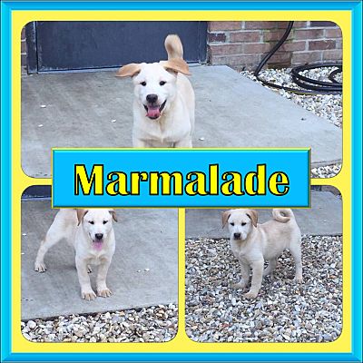 Ringwood, NJ - Samoyed/Labrador Retriever. Meet Marmalade a Pet for ...