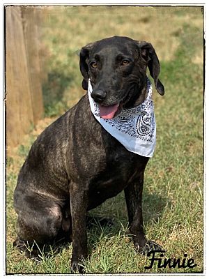 Maryville, TN - Plott Hound. Meet Finnie a Pet for Adoption - AdoptaPet.com