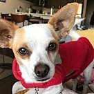 Corgi Puppies - Corgi Rescue and Adoption Near You