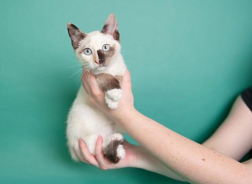 Provo, UT - Siamese. Meet Chip Cookie a Pet for Adoption - AdoptaPet.com