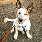 Corgi Puppies - Corgi Rescue and Adoption Near You