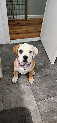 Dumont, NJ - Bulldog/Mixed Breed (Medium). Meet DORIS a Pet for ...