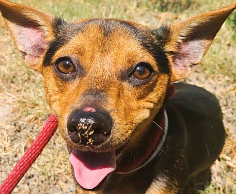 Boulder, CO - Dachshund/Corgi. Meet Asto a Pet for Adoption - AdoptaPet.com