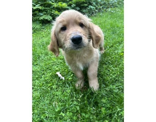 LOWER GWYNEDD, PA - Golden Retriever. Meet Gilly a Pet for Adoption ...