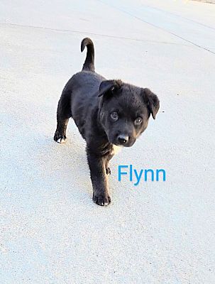 Denver, CO - Labrador Retriever/Mixed Breed (Medium). Meet Flynn a Pet ...
