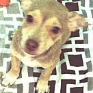 Corgi Puppies - Corgi Rescue and Adoption Near You