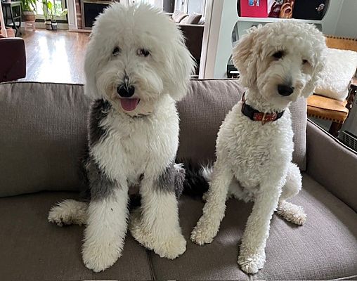 Montclair, NJ - Sheepadoodle. Meet Luna a Pet for Adoption - AdoptaPet.com
