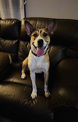 Jacksonville, TX - Terrier (Unknown Type, Medium). Meet Zen a Pet for ...