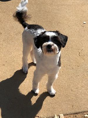 Taylors, SC - Shih Tzu/Chinese Crested. Meet Mac a Pet for Adoption ...