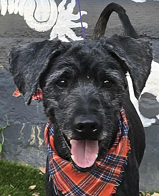 New York, NY - Labradoodle/Poodle (Standard). Meet Pluto a Pet for ...