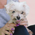 Maltere Puppies - Maltese Rescue and Adoption Near You