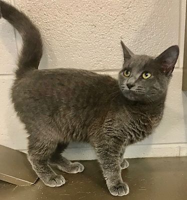 Rome, GA - Domestic Mediumhair. Meet DAISY a Pet for Adoption ...