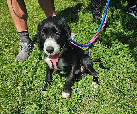Sparta, NJ - Border Collie/Beagle. Meet Ruth a Pet for Adoption ...