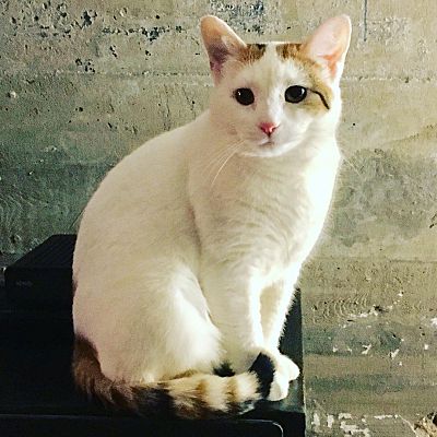 Jersey City, NJ - Calico. Meet Mini Bini a Pet for Adoption - AdoptaPet.com