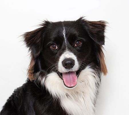 San Luis Obispo, CA - Border Collie. Meet Oreo a Pet for Adoption ...