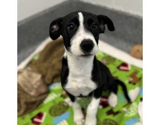 Atlanta, GA - Border Collie/Mixed Breed (Medium). Meet Darius a Pet for ...
