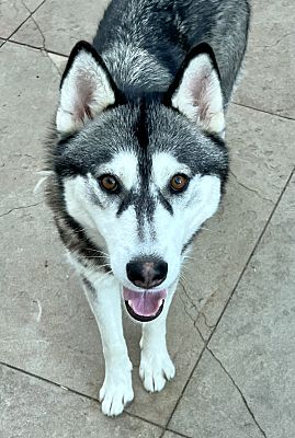 Beaverton, OR - Husky/Siberian Husky. Meet Luna a Pet for Adoption ...